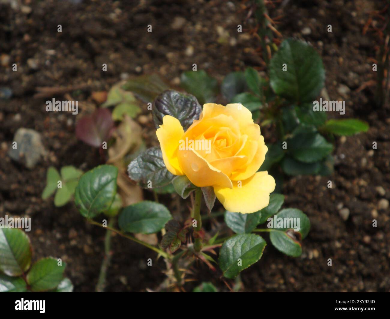 Beautiful flowers in Victoria Park, Nuwara Eliya, Sri Lanka Stock Photo ...