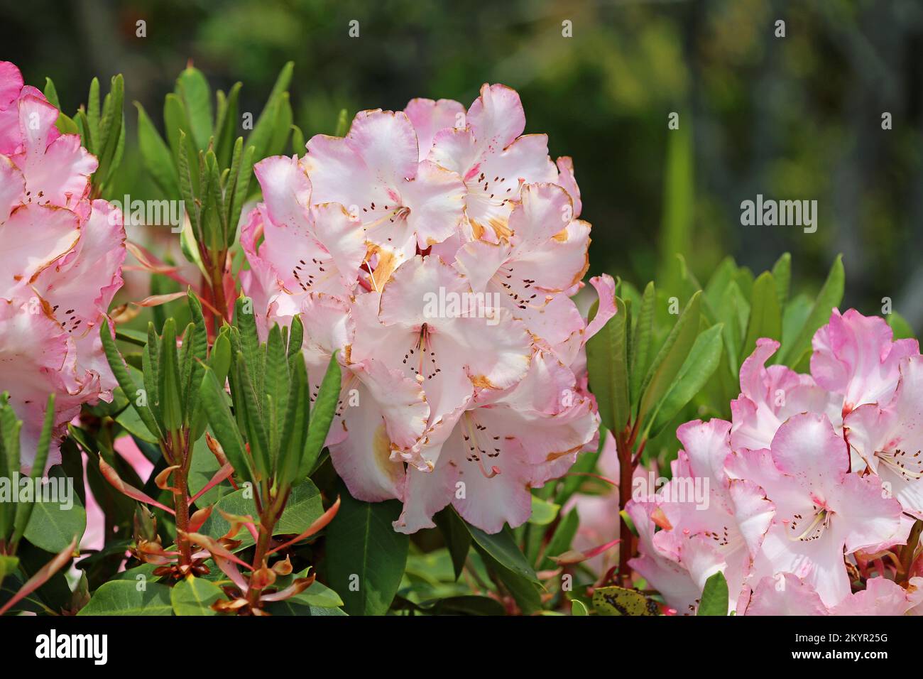 Rhododendron flowers - California Stock Photo - Alamy