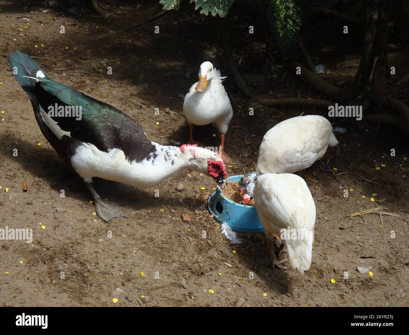 A day in the Dehiwala Zoo, Colombo, Sri Lanka Stock Photo - Alamy