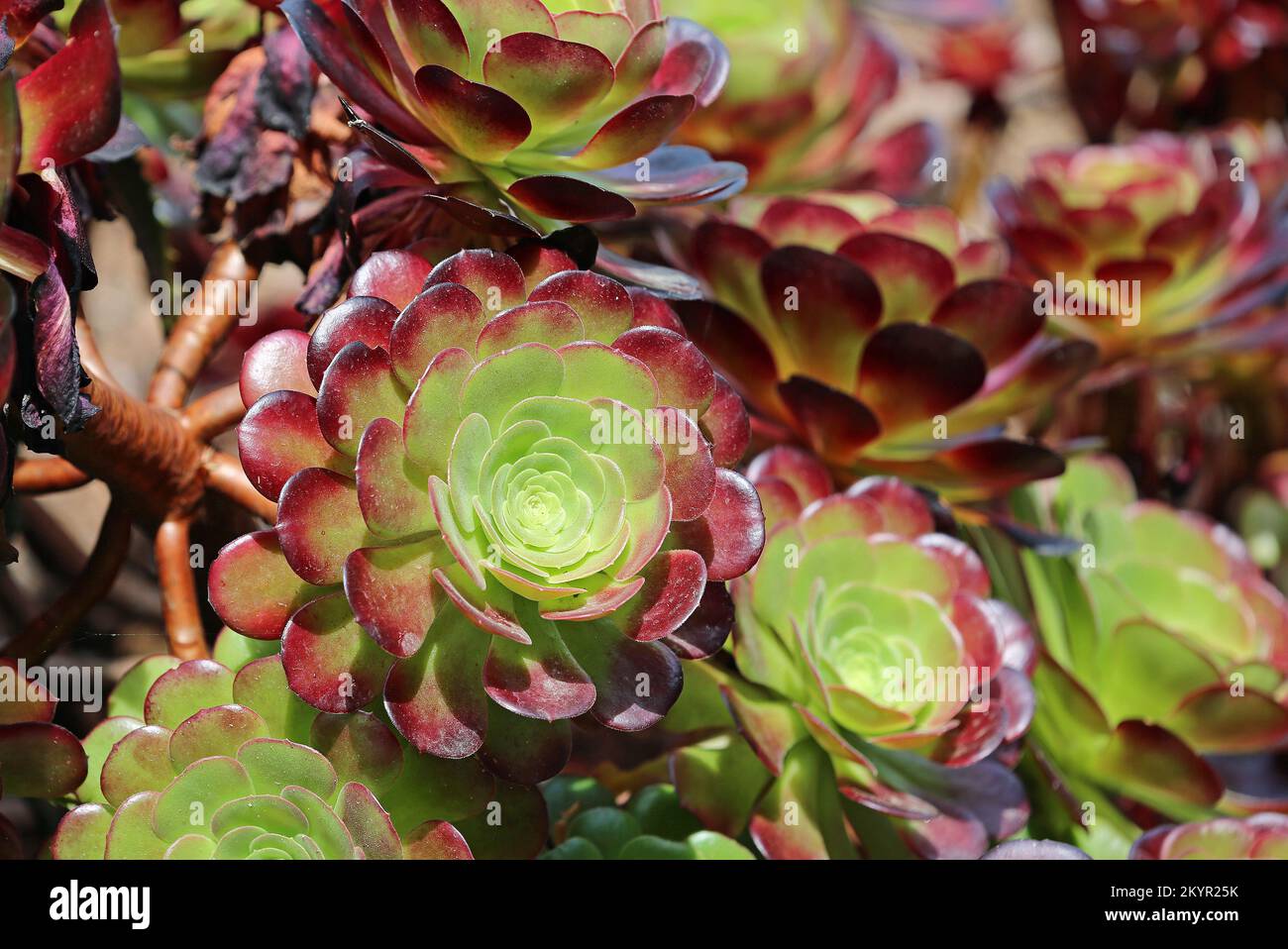 Aeonium - California Stock Photo - Alamy