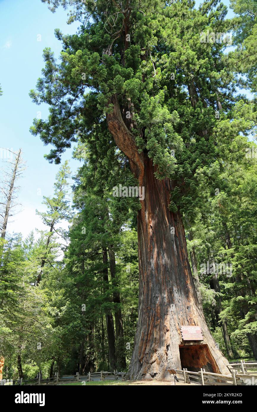 Drive-thru-tree vertical - Chandelier tree - California Stock Photo - Alamy