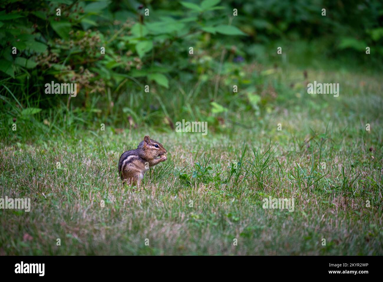 Common snapping turtle walking on the grass Stock Photo - Alamy