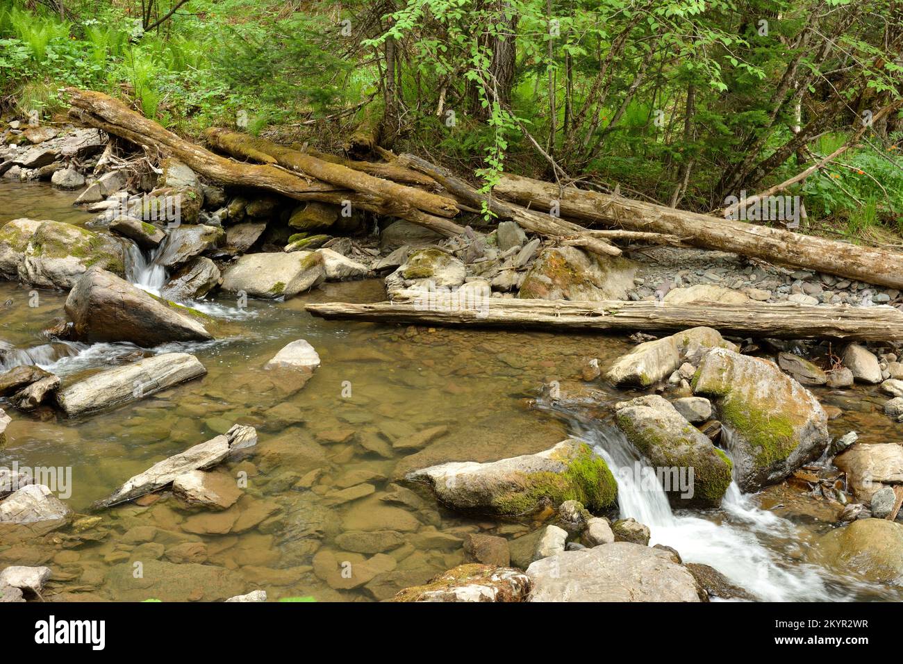 trunks of fallen trees in the rocky bed of a small river flowing ...