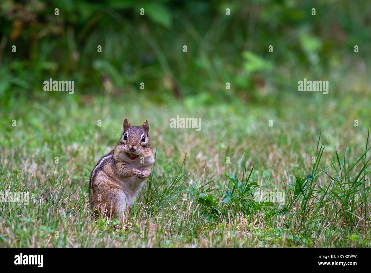 Common snapping turtle walking on the grass Stock Photo - Alamy