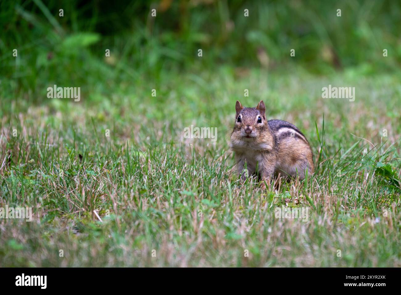 Common snapping turtle walking on the grass Stock Photo - Alamy