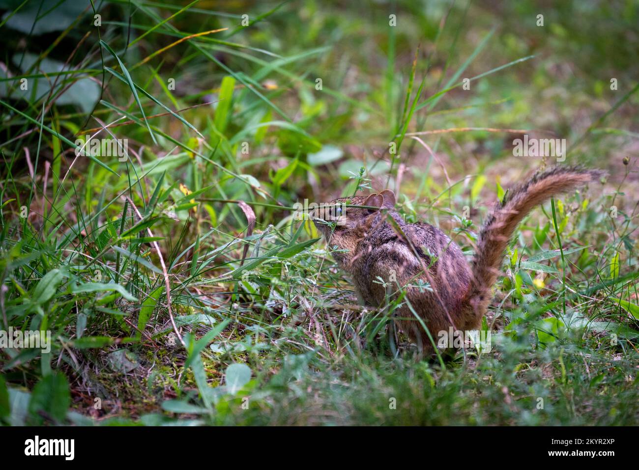 Common snapping turtle walking on the grass Stock Photo - Alamy