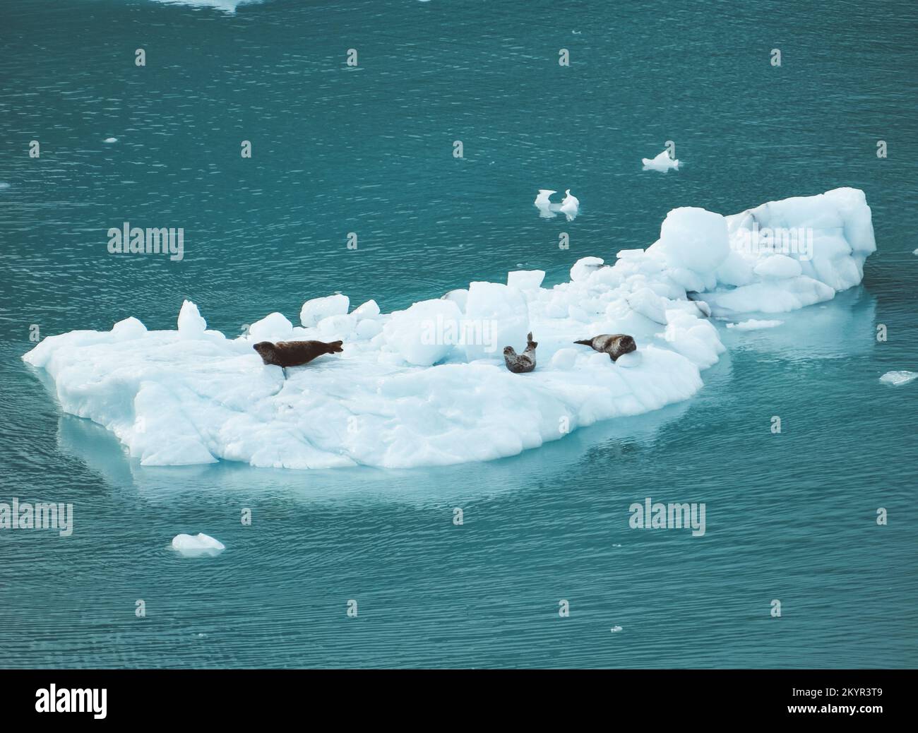 Three harbor seals resting on glacial ice in Glacier Bay, Alaska Stock ...