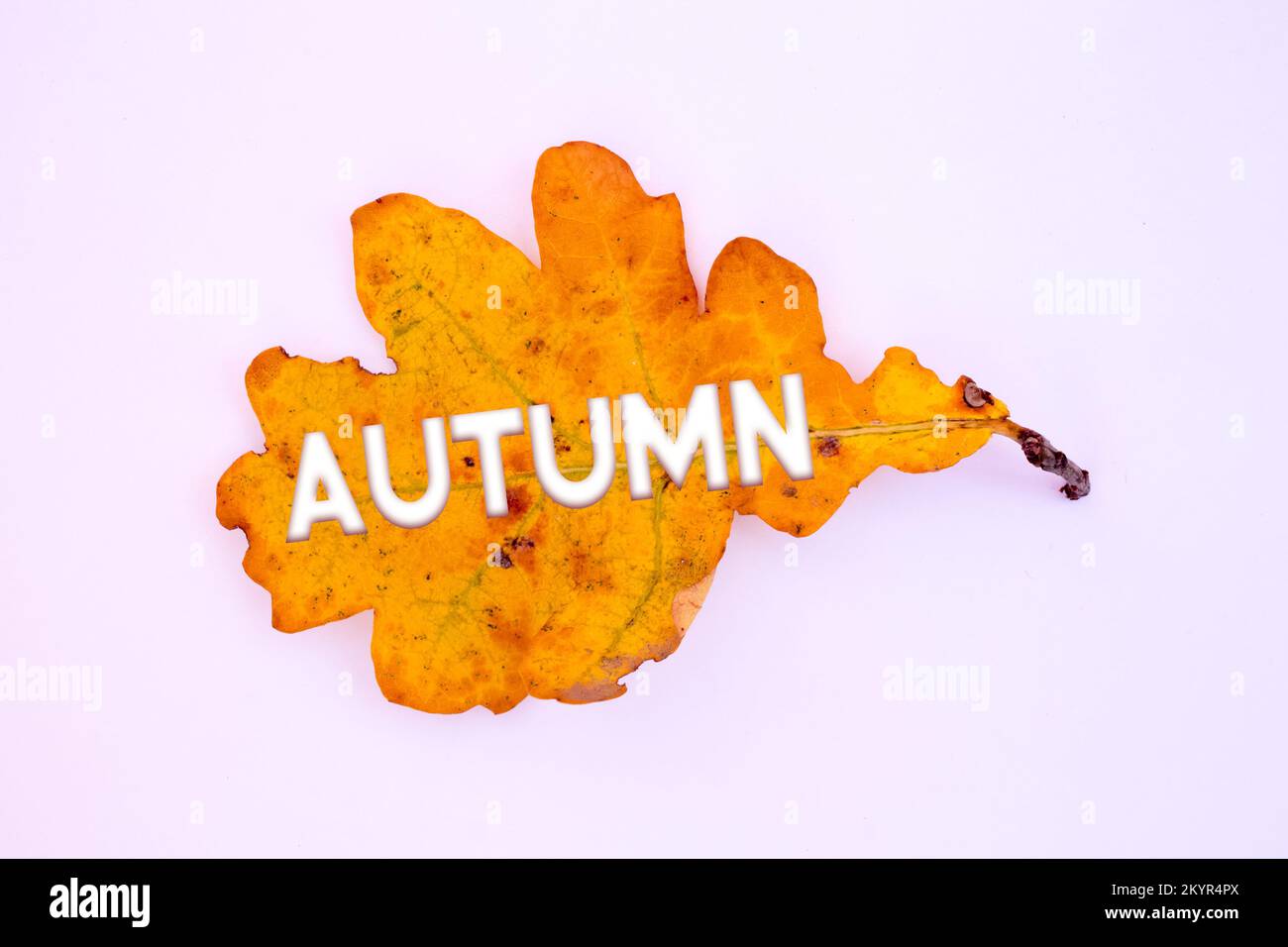 Autumn leaves, objects with Autumn text. Natural patterns, color design ...
