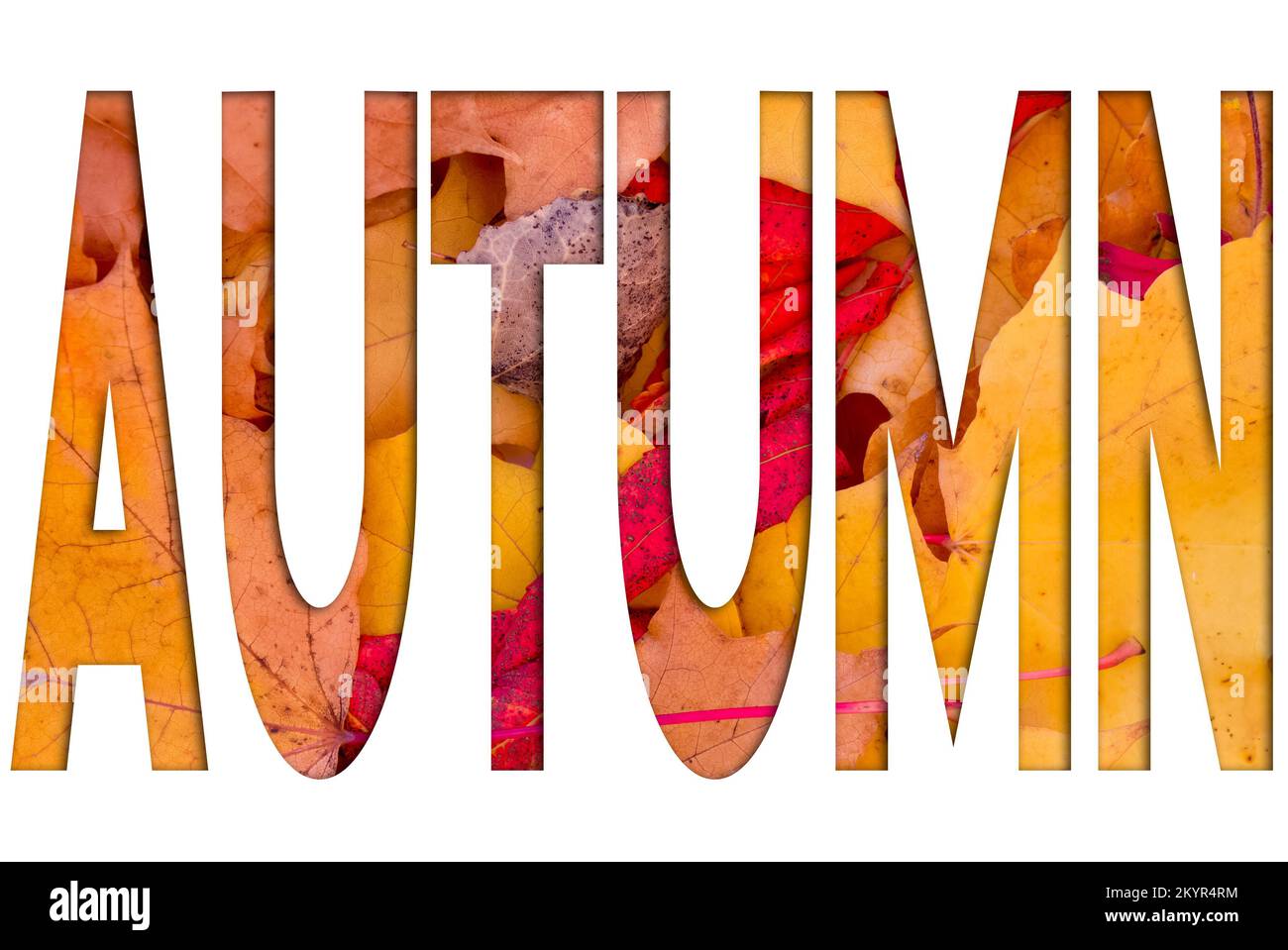 Autumn leaves, objects with Autumn text. Natural patterns, color design ... Autumn leaves, objects with Autumn text. Natural patterns, color design ...