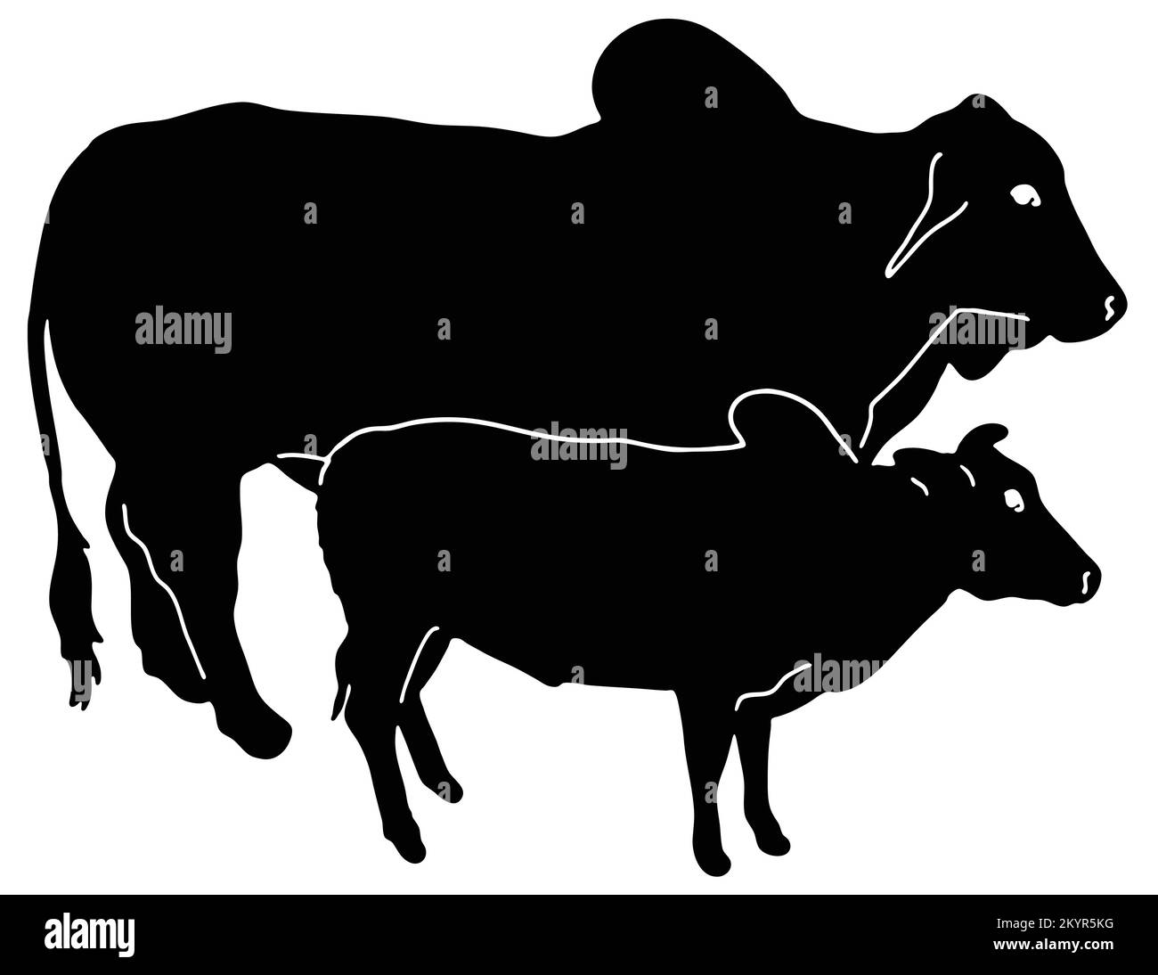 Calf white background isolated cow Stock Vector Images - Alamy