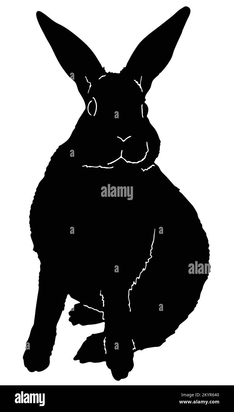 White bunny with carrot hi-res stock photography and images - Alamy