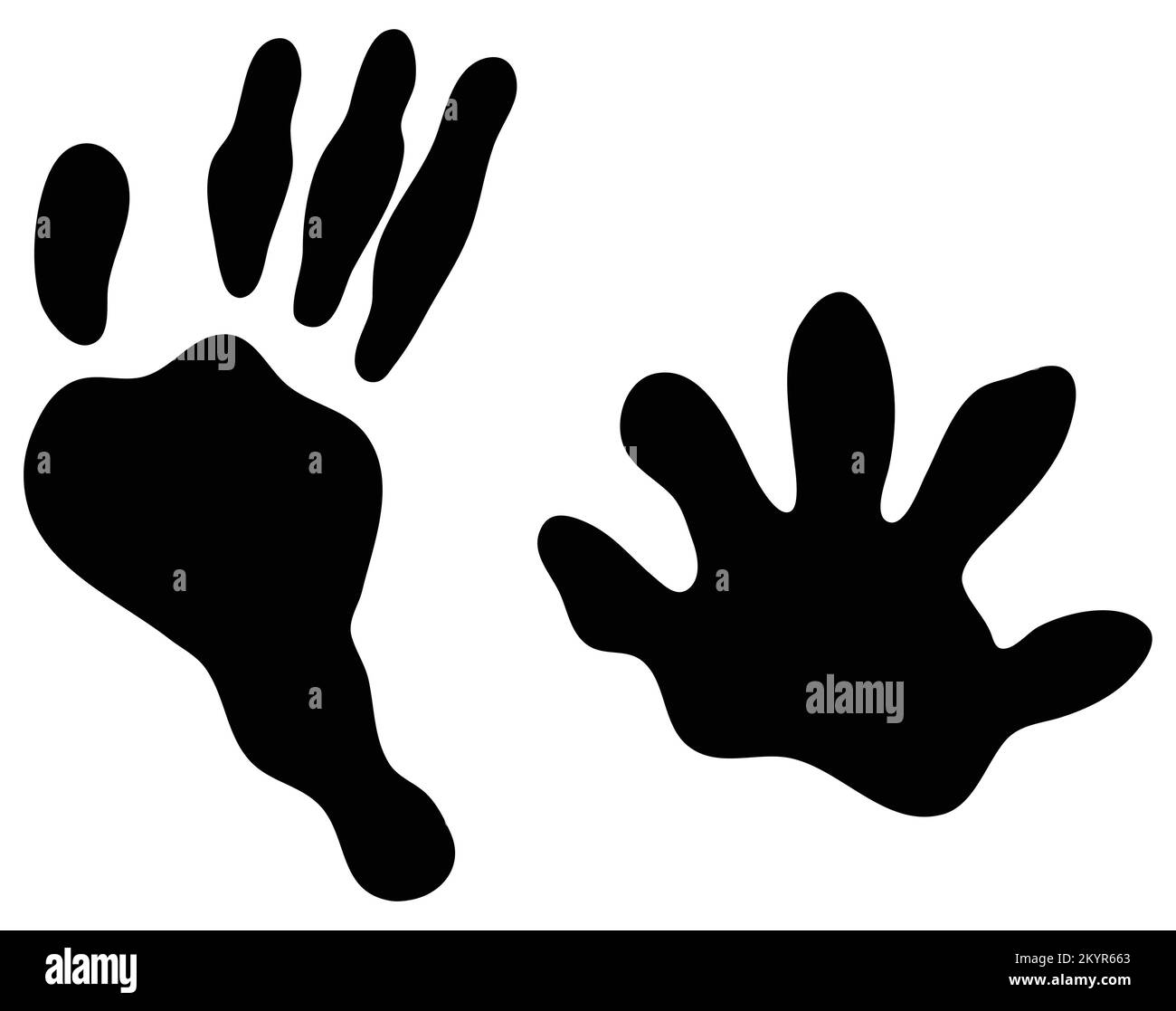 Opossum illustrations hi-res stock photography and images - Alamy