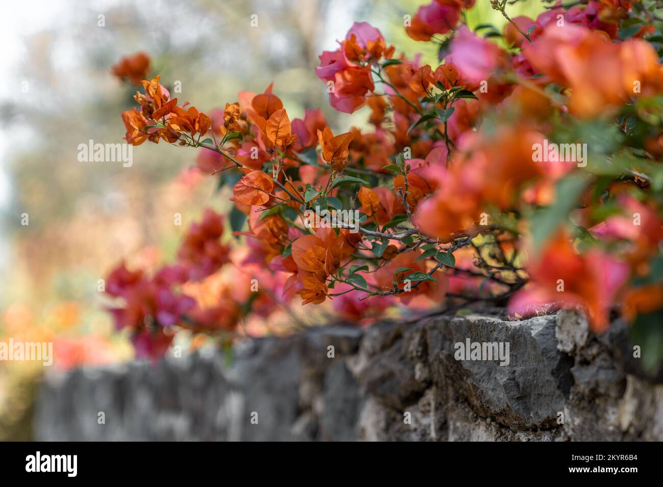 A lush bougainvillea bush leaning on top of an old stone wall Stock ...
