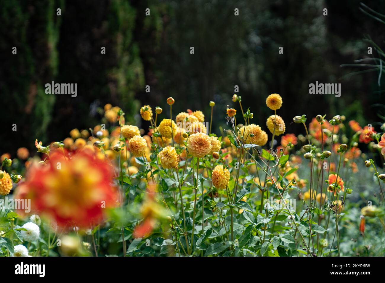 Wildflower field in the countryside of Portugal Stock Photo - Alamy