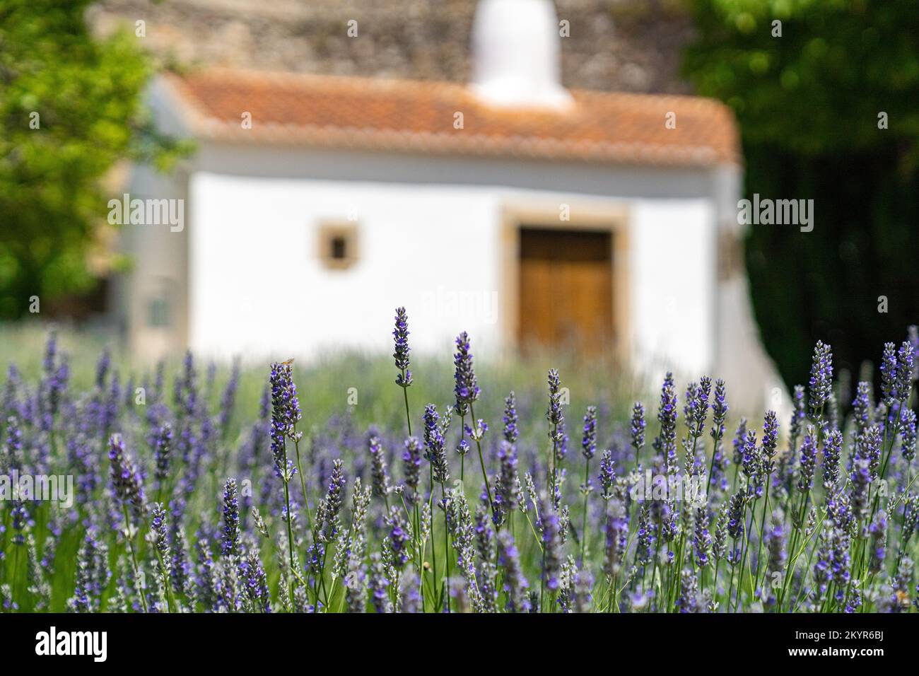 Lavender field in the Portuguese countryside Stock Photo - Alamy
