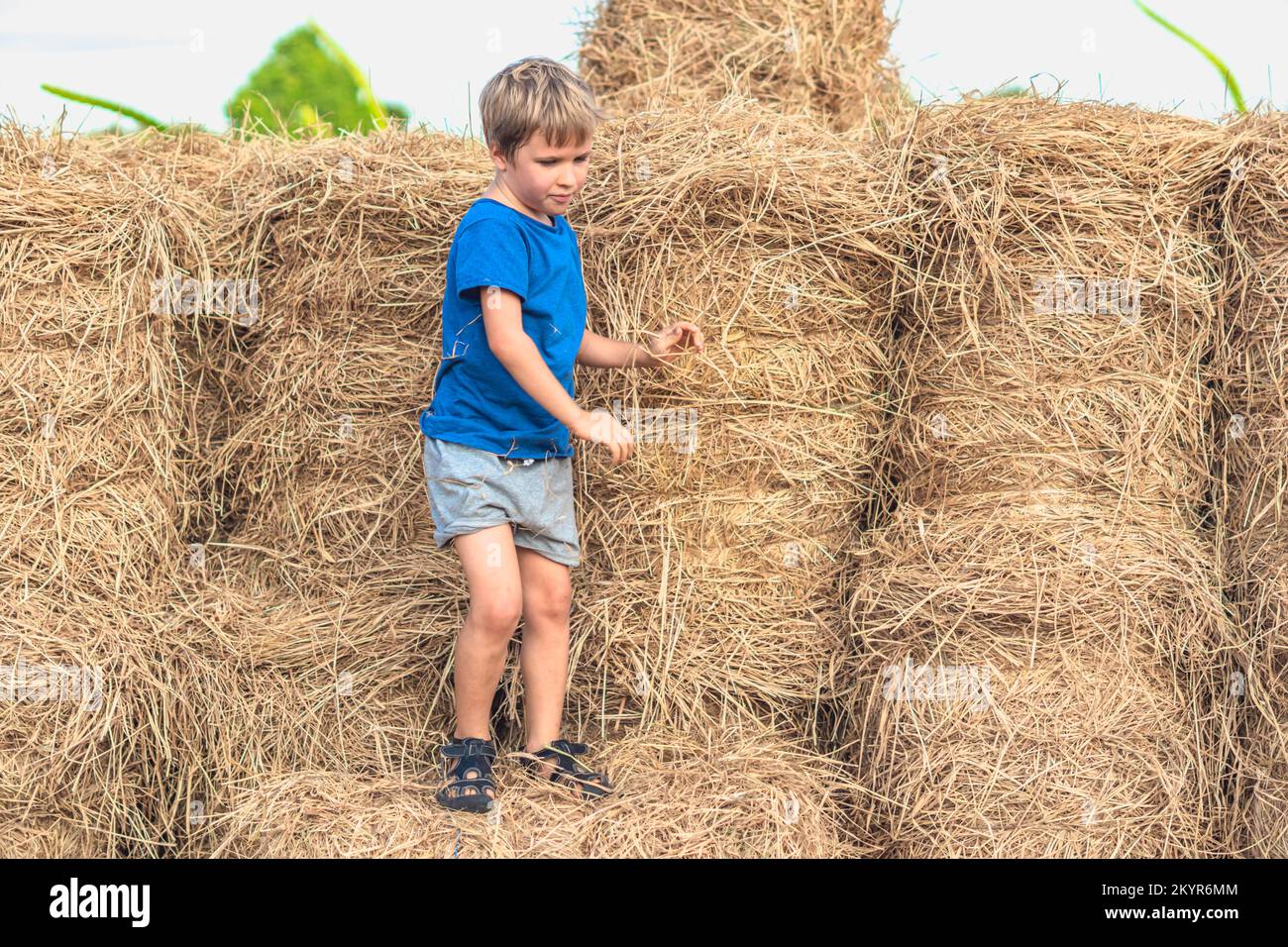 Boy blue t-shirt smile play climbs on down haystack bales of dry hay ...