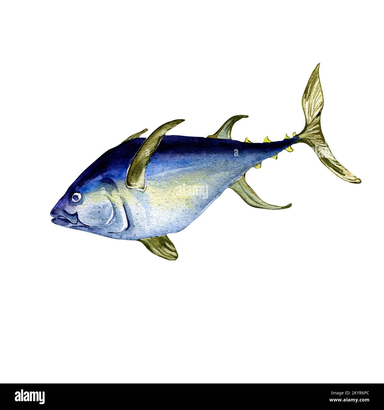 Single tuna fish watercolor illustration isolated on white background ...