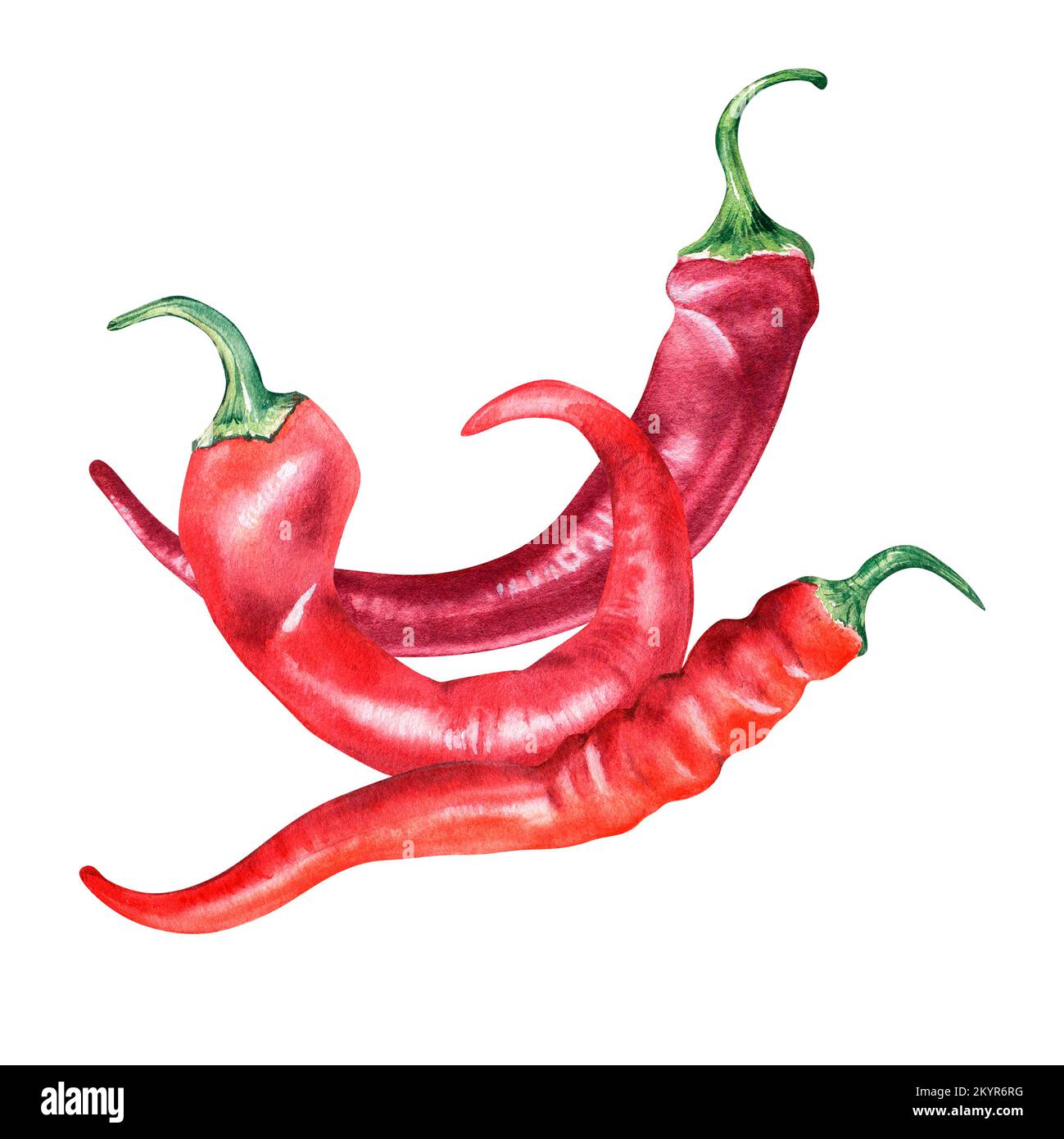 Red chili hot peppers watercolor illustration isolated on white ...