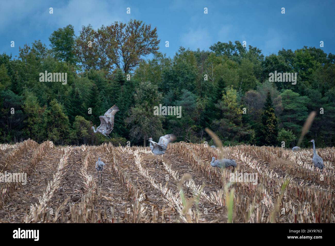 Common snapping turtle walking on the grass Stock Photo - Alamy