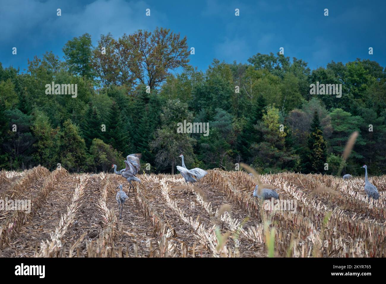 Common snapping turtle walking on the grass Stock Photo - Alamy