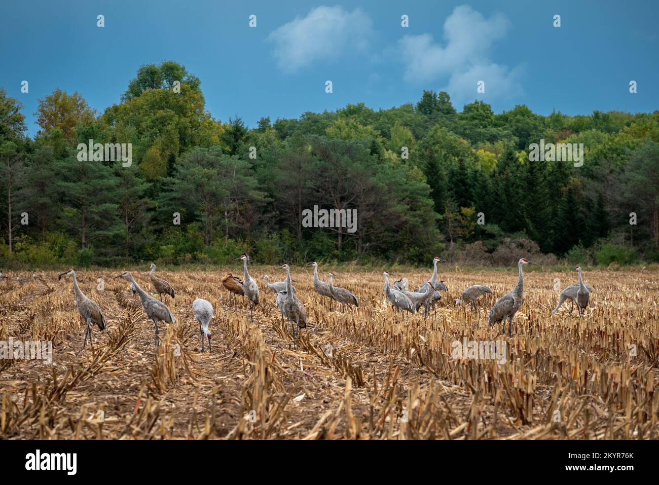 Common snapping turtle walking on the grass Stock Photo - Alamy
