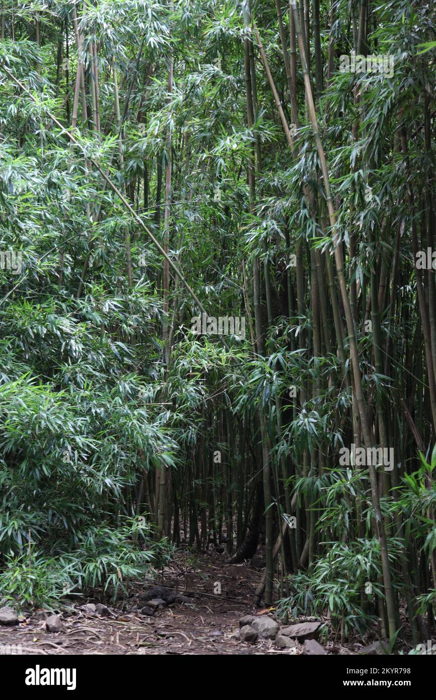 Pipiwai Trail, Maui, Hawaii Stock Photo - Alamy