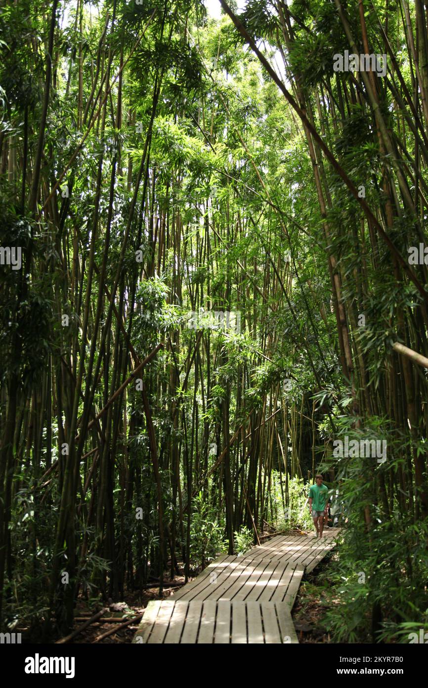 Pipiwai Trail, Maui, Hawaii Stock Photo - Alamy