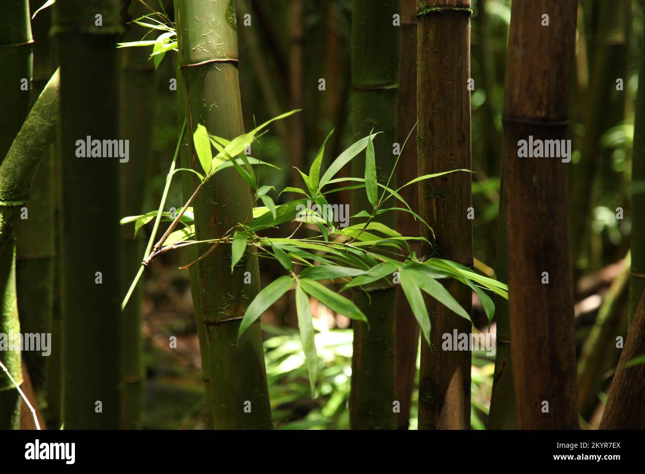 Pipiwai Trail, Maui, Hawaii Stock Photo - Alamy