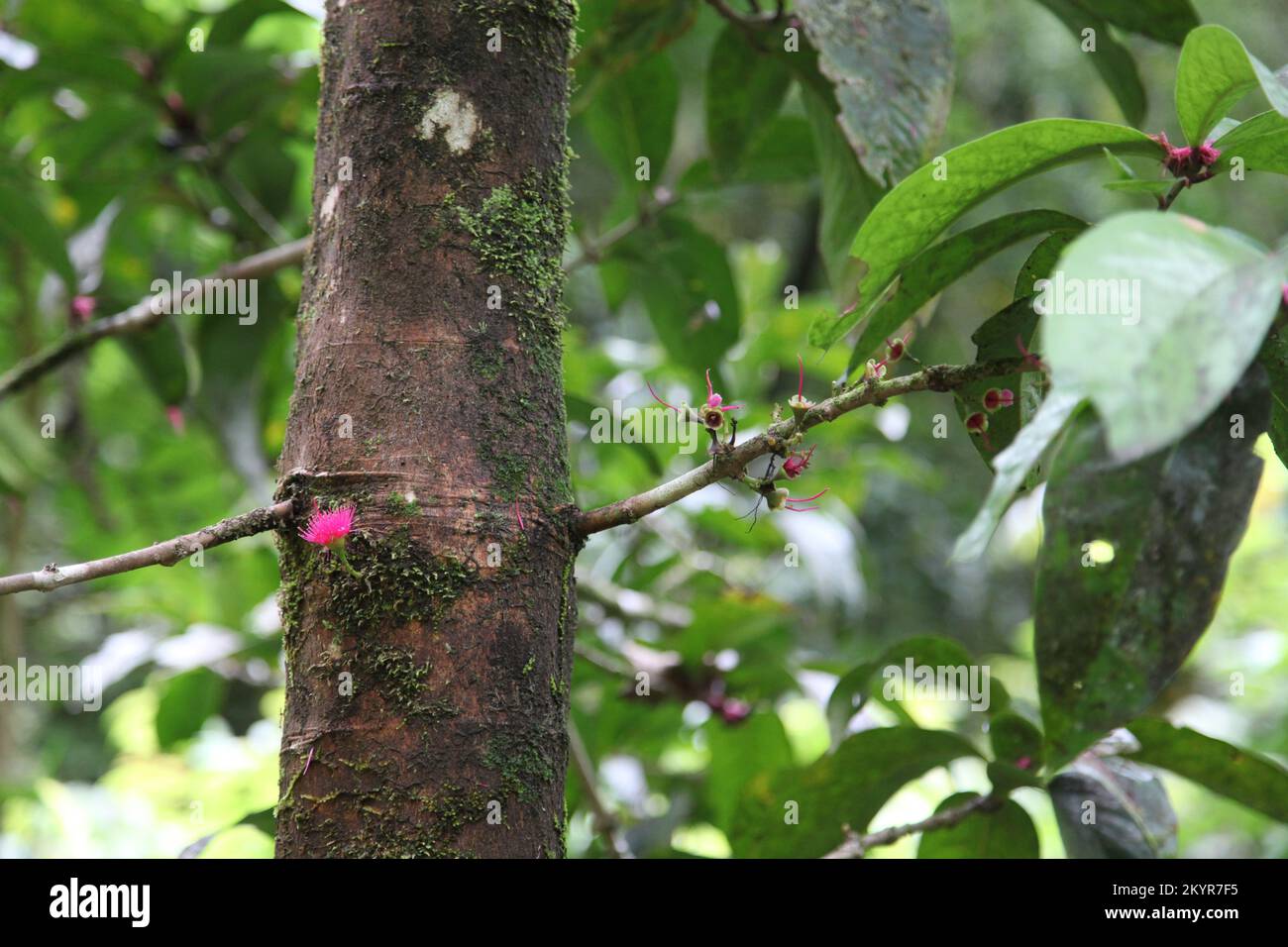 Pipiwai Trail, Maui, Hawaii Stock Photo - Alamy