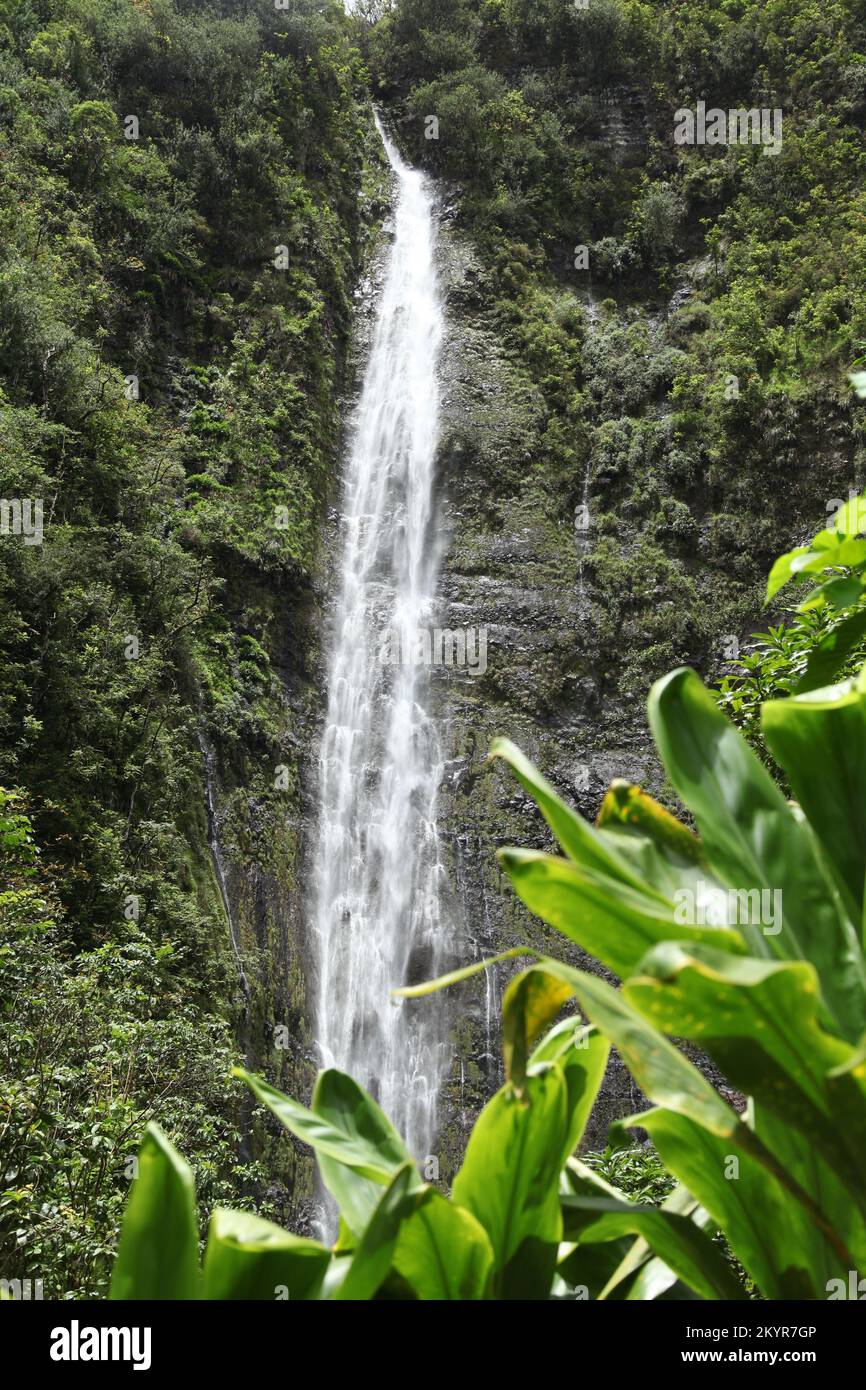 Pipiwai Trail & Waimoku Falls, Maui, Hawaii Stock Photo - Alamy