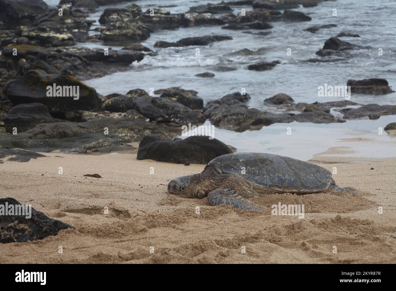 Turtle Resting on the Beach, Maui, Hawaii Stock Photo - Alamy
