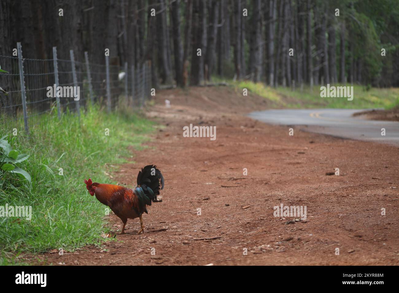 Hawaii rooster hi-res stock photography and images - Alamy