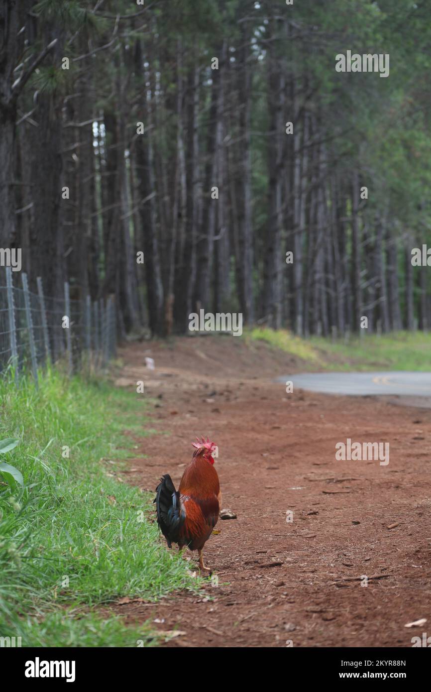 Hawaii rooster hi-res stock photography and images - Alamy