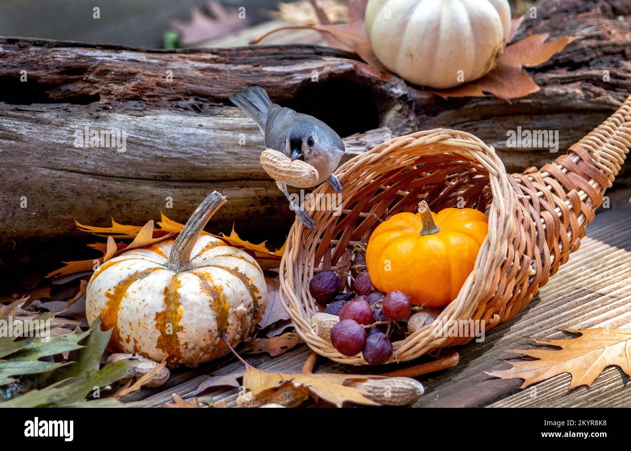 Small bird grabs a peanut from a cornucopia of grapes and nuts, and ...