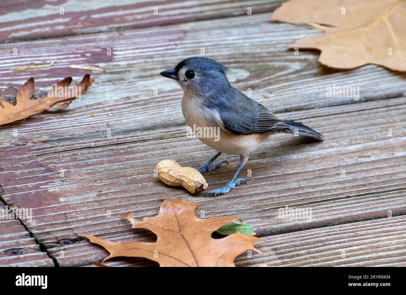 A bright eyed titmouse bird guards a peanut from other birds in the ...