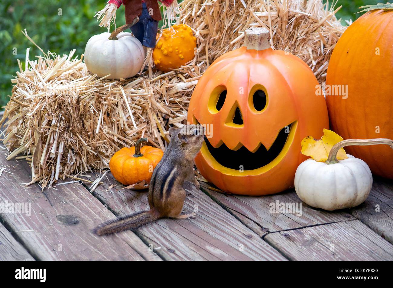 Tint chipmunk examines a grinning jack o lantern in this humorous ...