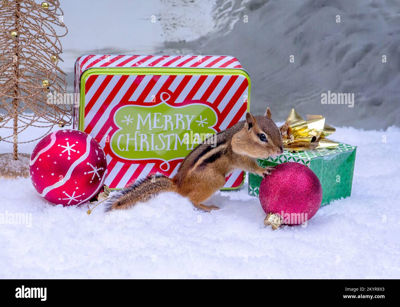 Chubby chipmunk appears to be stealing a red ornament from this ...