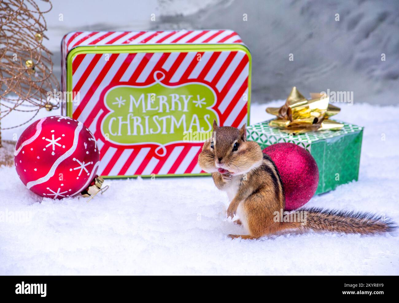 Adorable chipmunk makes a funny face as he stands in this holiday still ...