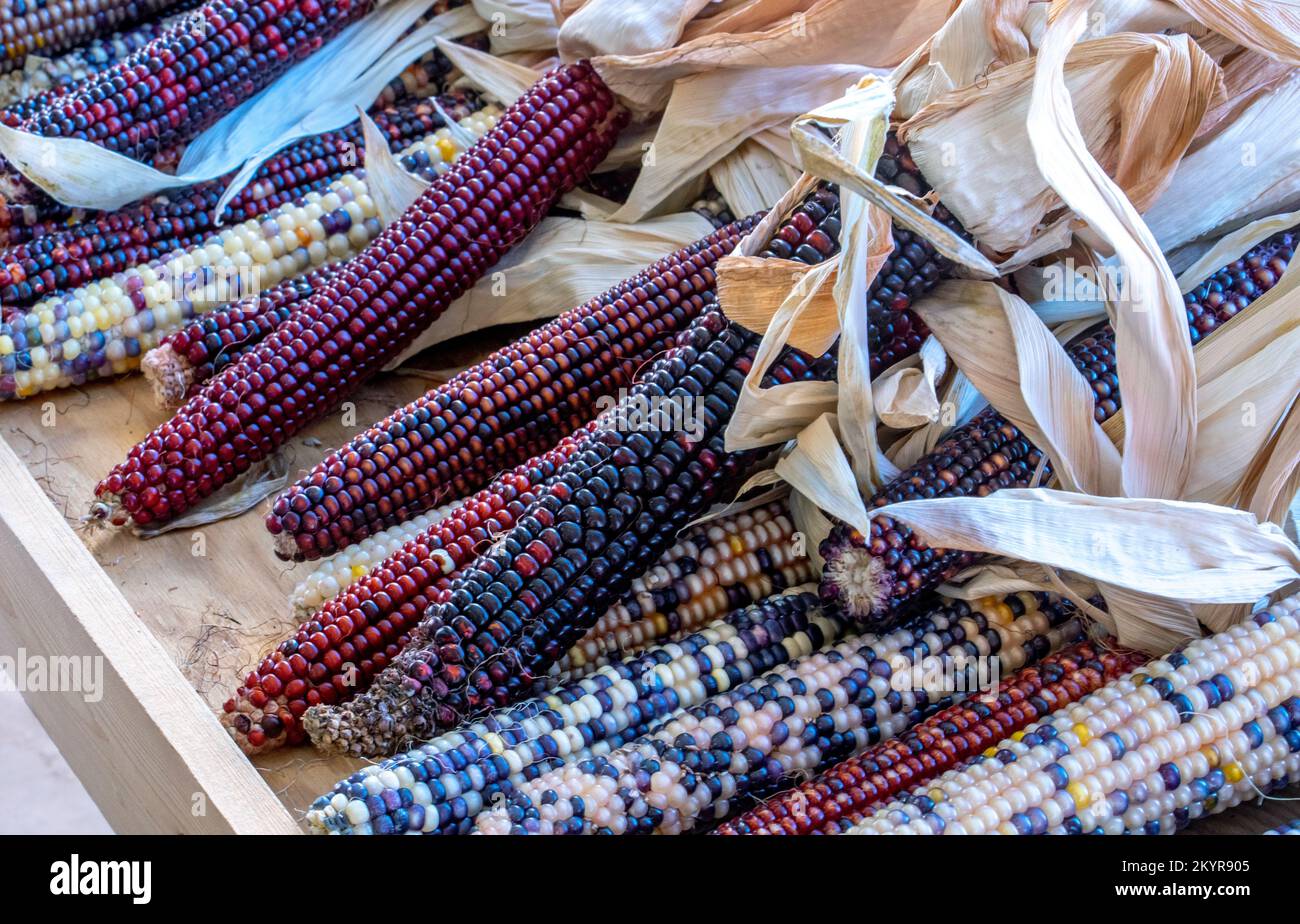 Dried corn cobs decoration hi-res stock photography and images - Alamy