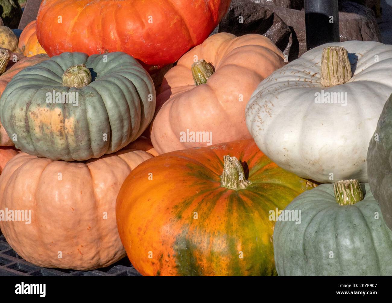 a large pile of pumpkins lets you choose a gourd in many different ...