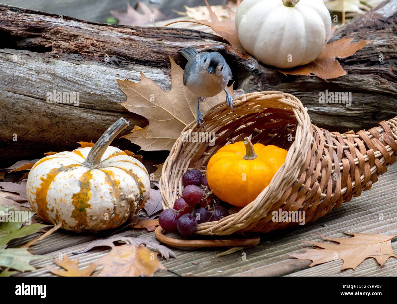Titmouse bird stands on the edge of a cornucopia of food as if to ask ...