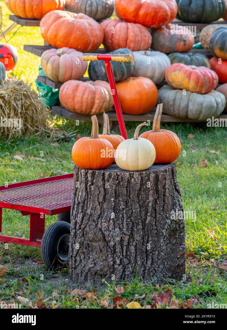 Fun fall display of colorful pumpkins in many shapes, colors and sizes ...