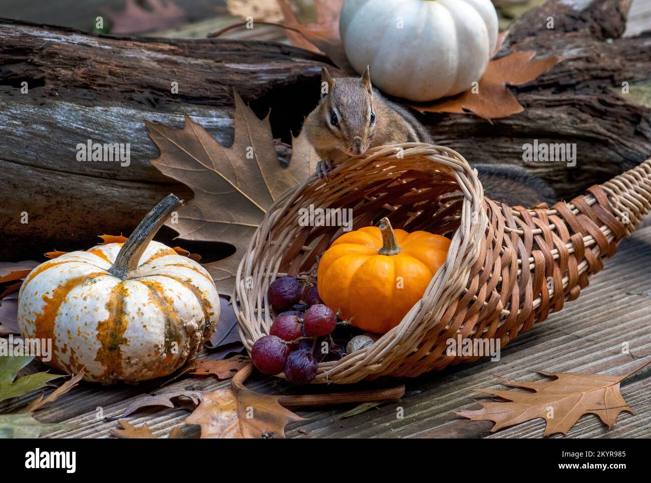 Chipmunk looks into a cornucopia of food in this fall still life Stock ...