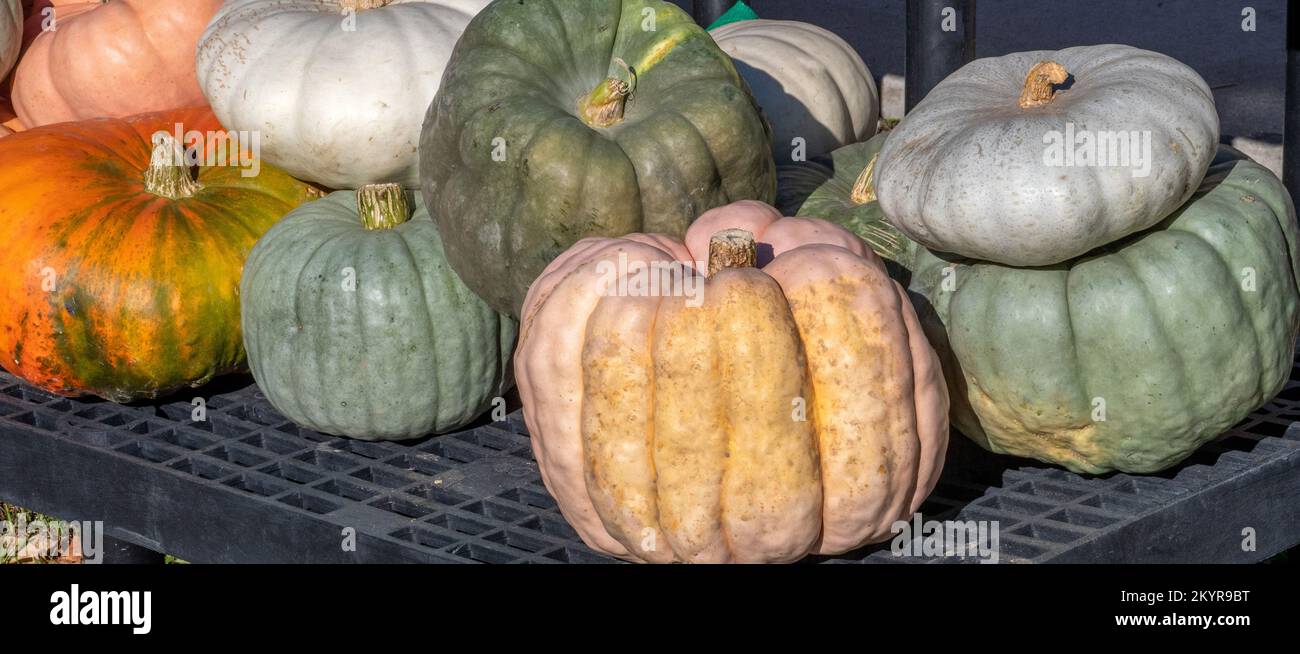 pumpkin panorama with decorative exotic gourds in green, white and ...