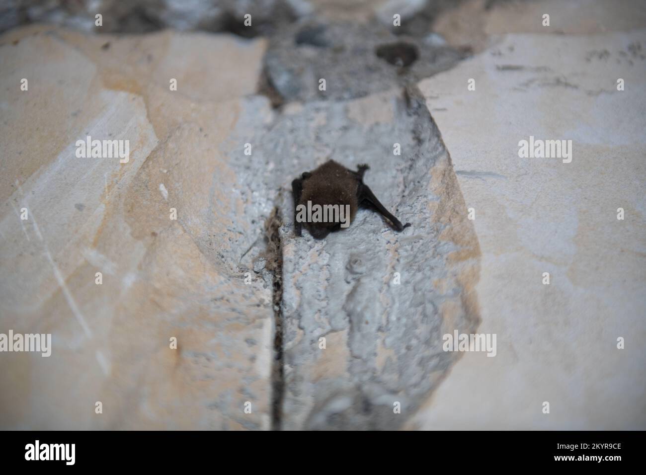 bat sitting on a rock under the ceiling Stock Photo - Alamy