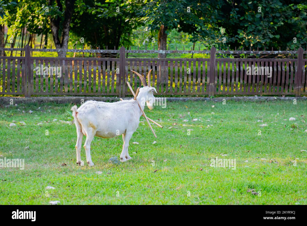 Fat cow hi-res stock photography and images - Alamy