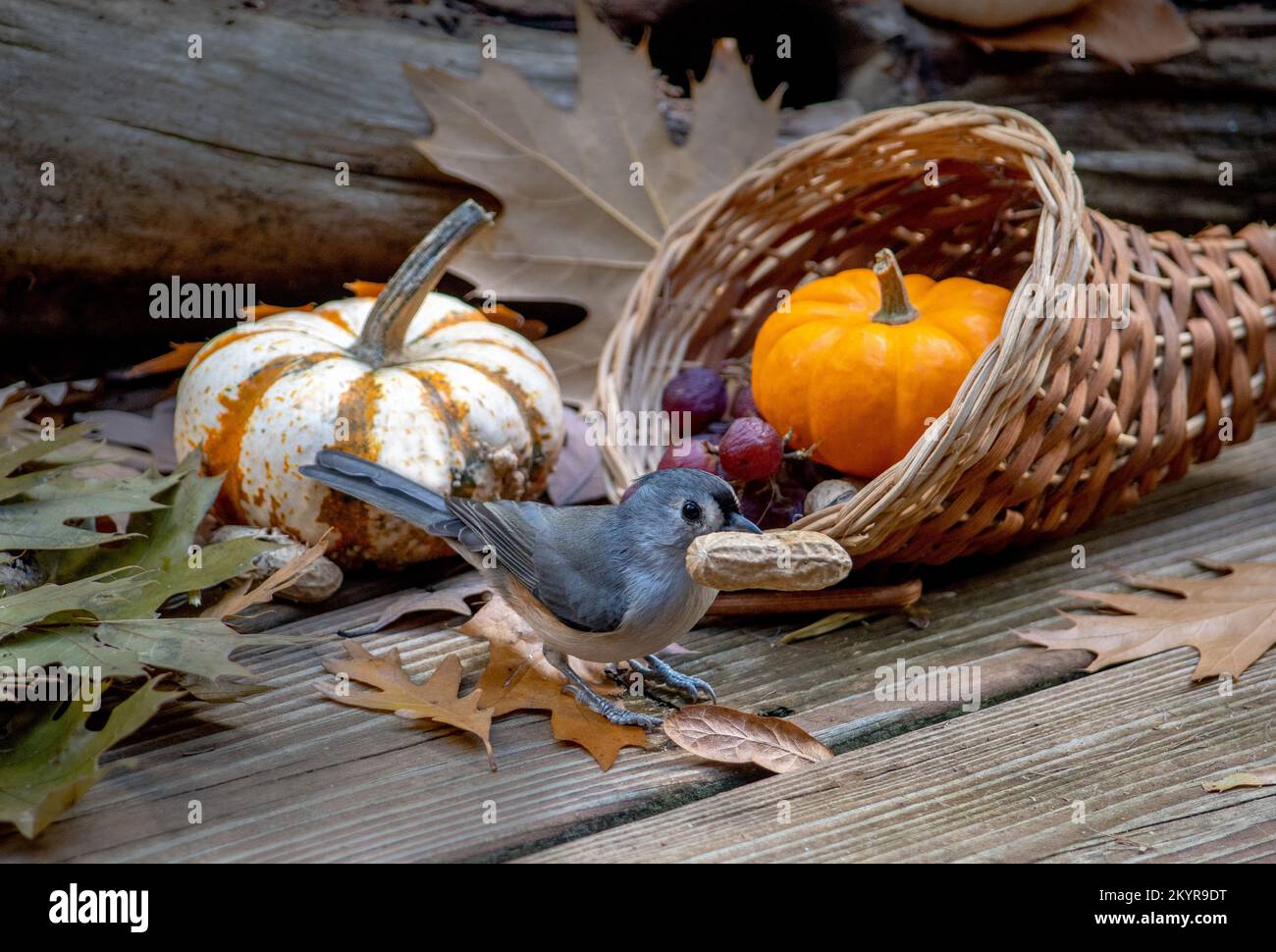 Tufted titmouse snatches a peanut for a morning snack from this ...
