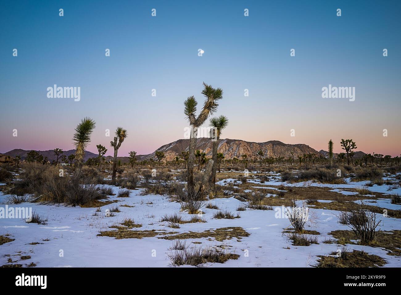 Joshua tree snow Stock Photo - Alamy
