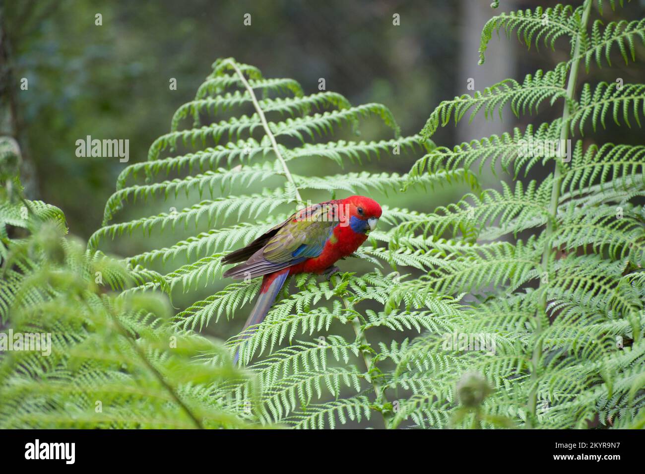 Young Crimson Rosellas (Platycercus Elegans) are often mistaken for ...