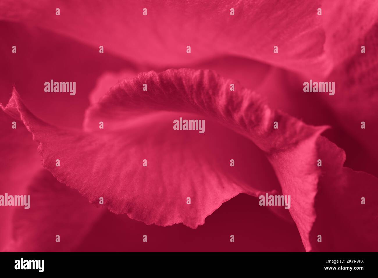 Red Viva Magenta abstract background. Flower petals close-up. Color of ...